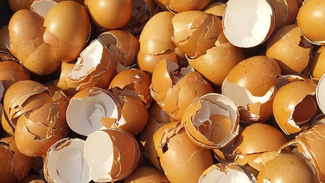 Egg Shell Texture Bilder – Durchsuchen 28,896 Archivfotos ...
