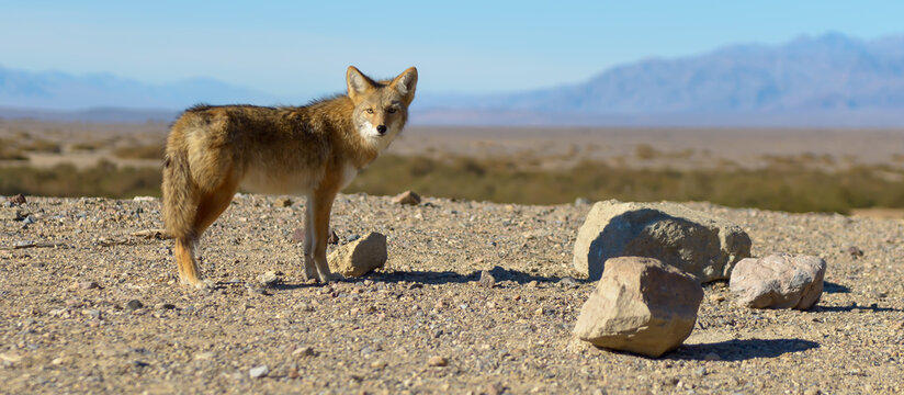 รูปภาพCayote – เลือกดูภาพถ่ายสต็อก เวกเตอร์ และวิดีโอ44,610 | Adobe Stock