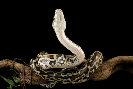 "Indian Rock Python" Images – Browse 709 Stock Photos, Vectors, and ...