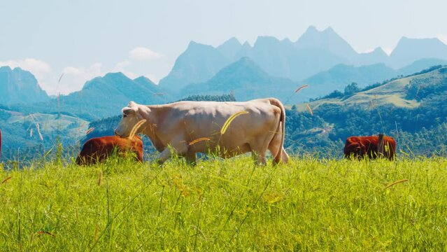 "Brazilian Highlands" Images – Browse 122 Stock Photos, Vectors, and ...