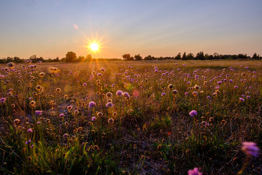 Sommersonne - Images et vidéos libres de droits | Adobe Stock