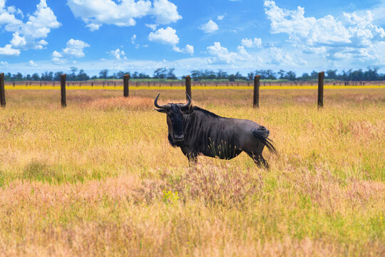 Askania-Nova Billeder – Gennemse 1,090 stockfotos, vektorer og videoer ...