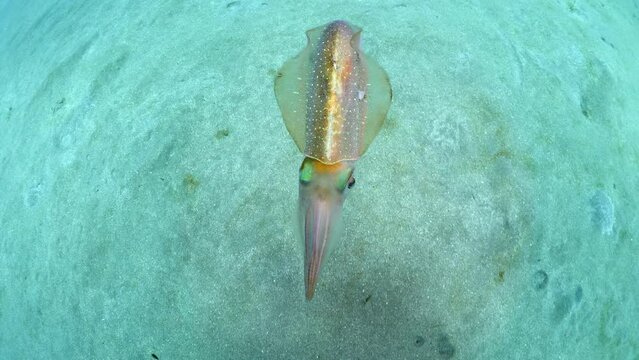 รูปภาพCuttle – เลือกดูภาพถ่ายสต็อก เวกเตอร์ และวิดีโอ55,006 | Adobe Stock