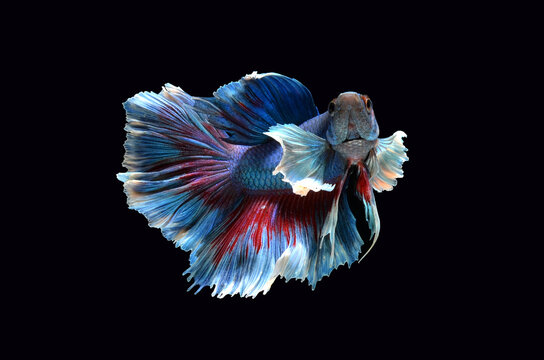 Dancing Betta Fish Dancing Splendor The Grace And Elegance Of