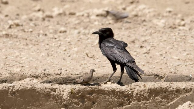 "Cape Crow" Images – Browse 119 Stock Photos, Vectors, and Video ...