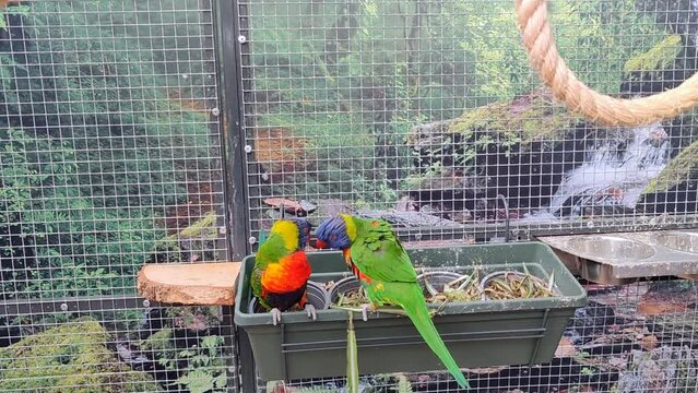 Loris 影片片段 – 瀏覽 432 個 HD 高畫質素材庫影片和影片片段 | Adobe Stock