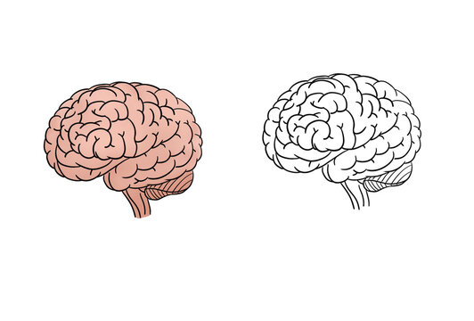 Simple Brain Illustration Simple Brain Images – Browse 97,584 Stock