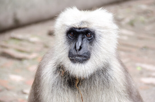 Babuin Images – Browse 24 Stock Photos, Vectors, and Video | Adobe Stock