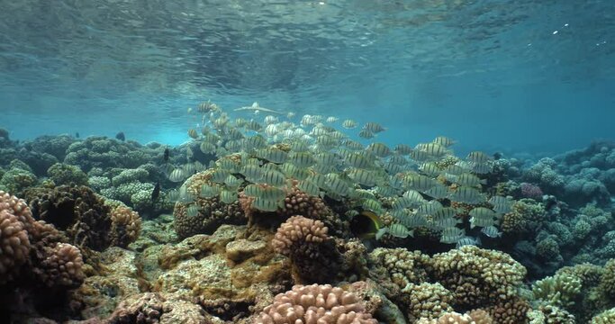 Fleek Images – Browse 128 Stock Photos, Vectors, and Video | Adobe Stock