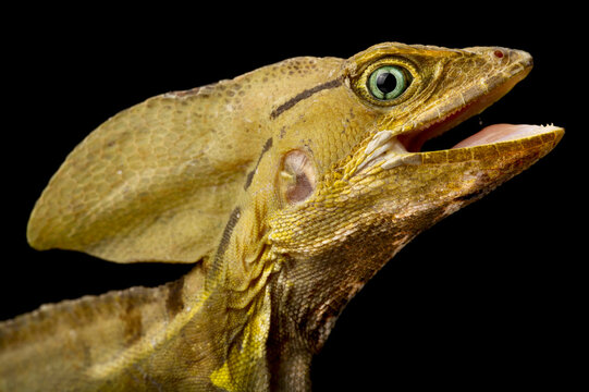 Brown Basilisk Lizard Care