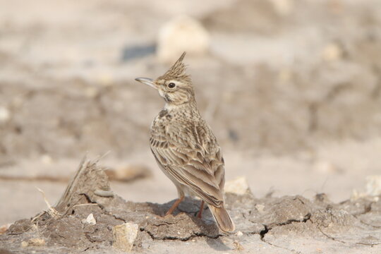 Babytaube Bilder – Durchsuchen 11,761 Archivfotos, Vektorgrafiken und ...