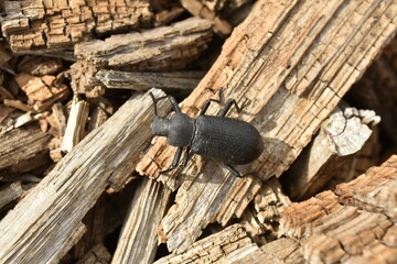 Pinacate Bug