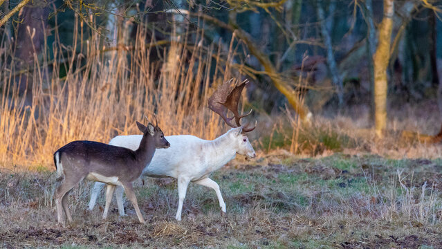 รูปภาพDamhirsche – เลือกดูภาพถ่ายสต็อก เวกเตอร์ และวิดีโอ535 | Adobe Stock