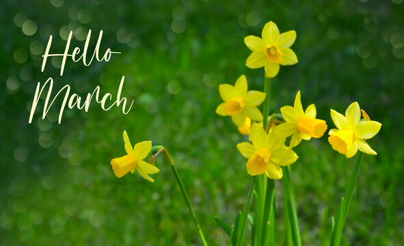 Hello March Facebook Cover
