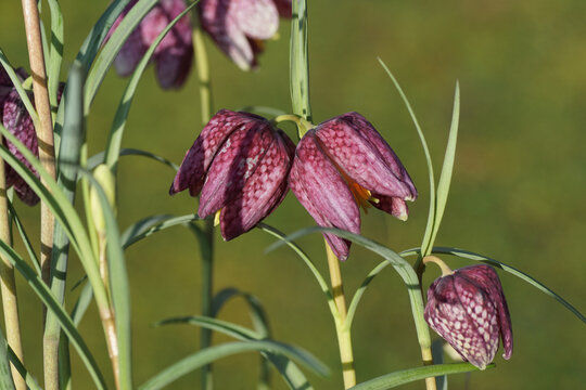 รูปภาพKockavica – เลือกดูภาพถ่ายสต็อก เวกเตอร์ และวิดีโอ2,843 | Adobe Stock