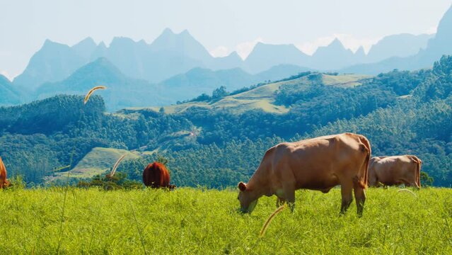 "Brazilian Highlands" Images – Browse 122 Stock Photos, Vectors, and ...