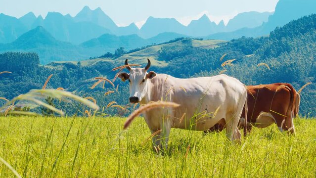 "Brazilian Highlands" Images – Browse 122 Stock Photos, Vectors, and ...