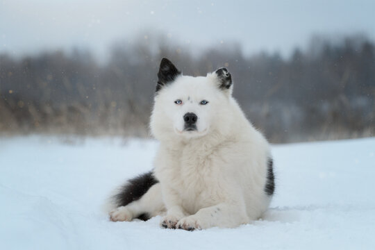 รูปภาพNenet – เลือกดูภาพถ่ายสต็อก เวกเตอร์ และวิดีโอ34,148 | Adobe Stock
