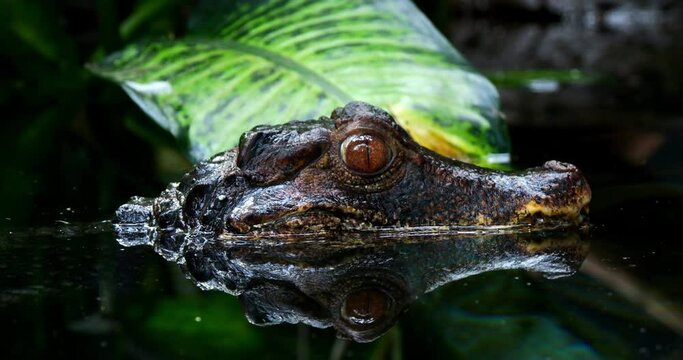 Adult Dwarf Caiman