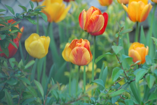 รูปภาพTulipani – เลือกดูภาพถ่ายสต็อก เวกเตอร์ และวิดีโอ6,402 | Adobe Stock