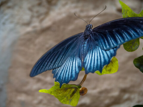 Morfin Billeder – Gennemse 6,792 stockfotos, vektorer og videoer ...