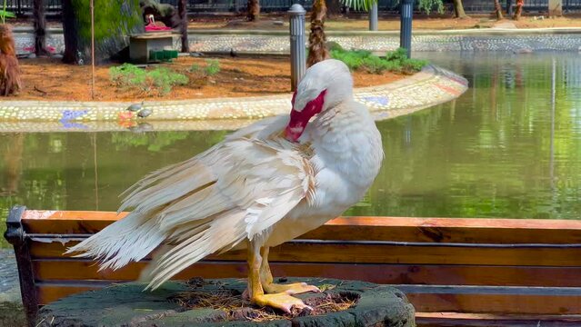 "Wattle Images – Browse 55,425 Stock Photos, Vectors, and Video | Adobe ...