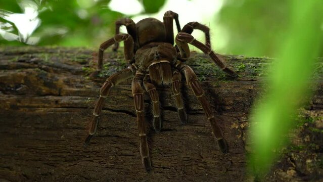 Giant Spider Eating Bird