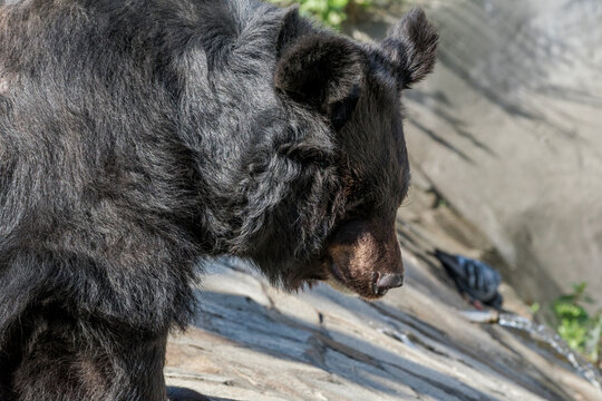 รูปภาพ"Moon Bear" – เลือกดูภาพถ่ายสต็อก เวกเตอร์ และวิดีโอ24,383 ...