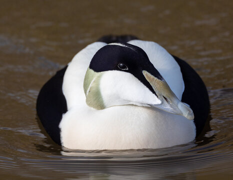 รูปภาพEider – เลือกดูภาพถ่ายสต็อก เวกเตอร์ และวิดีโอ6,817 | Adobe Stock
