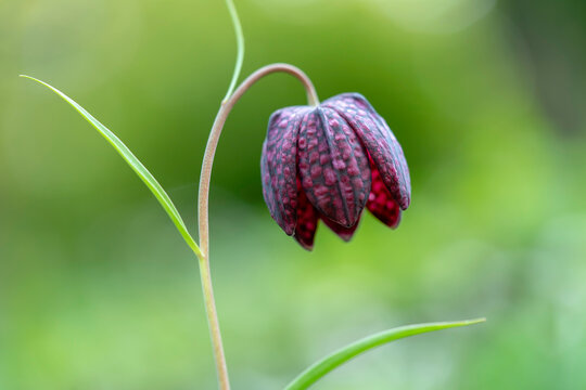 รูปภาพKockavica – เลือกดูภาพถ่ายสต็อก เวกเตอร์ และวิดีโอ2,843 | Adobe Stock