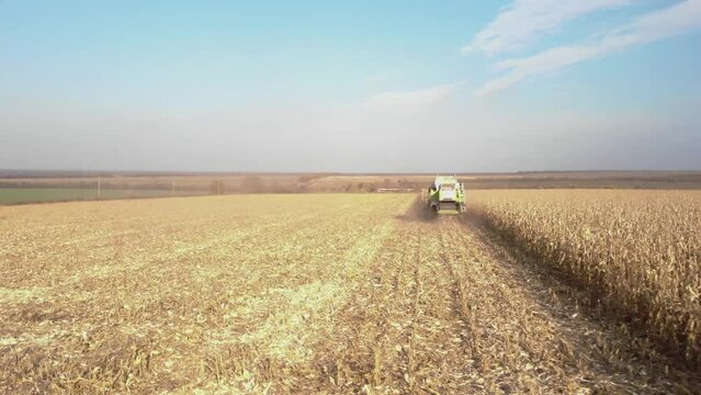 Obrazy ("Golden Corn") — zdjęcia, wektory i wideo bez tantiem (437 ...