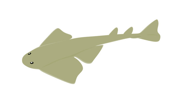Pacific Angel Shark Drawing