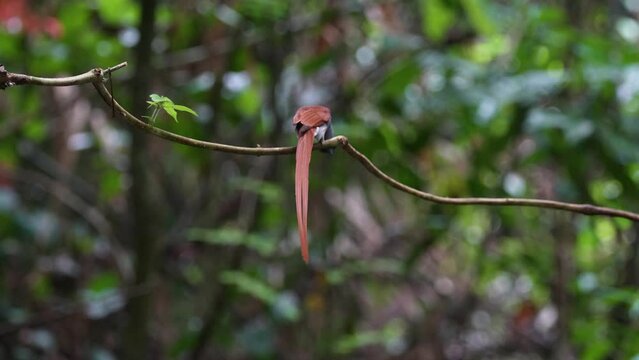Obrázky Terpsiphone – procházejte fotografie, vektory a videa 1,292 ...