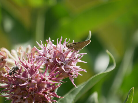 Hesperia Bilder – Durchsuchen 417 Archivfotos, Vektorgrafiken und ...