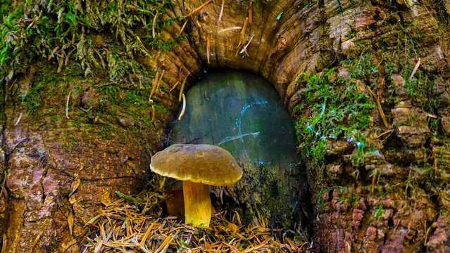 Ciuperca Images – Browse 39 Stock Photos, Vectors, and Video | Adobe Stock