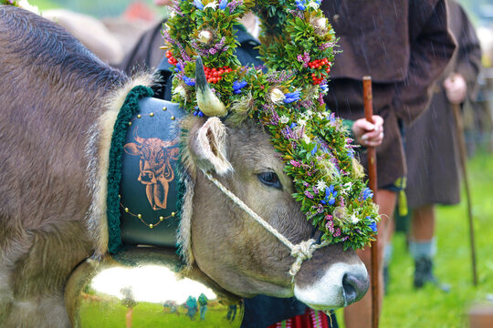 Hirtenstock Bilder – Durchsuchen 774 Archivfotos, Vektorgrafiken und ...