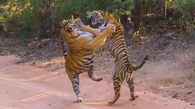 Bengal Tigers Fighting