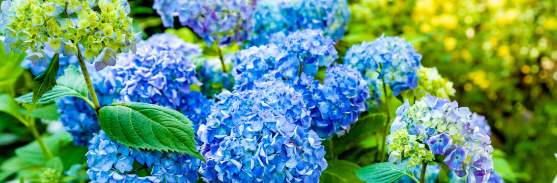 รูปภาพMicrophyll – เลือกดูภาพถ่ายสต็อก เวกเตอร์ และวิดีโอ14,393 | Adobe ...