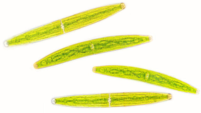 Charophyta Bilder – Durchsuchen 274 Archivfotos, Vektorgrafiken und ...
