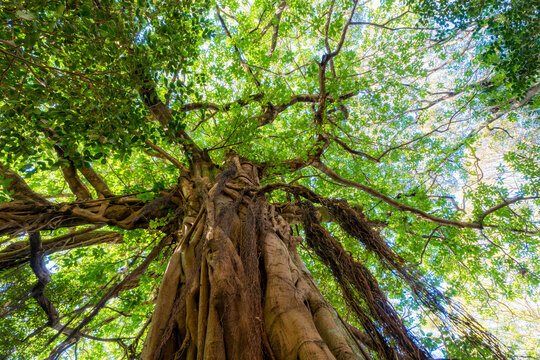 Afbeeldingen over "Public Domain" – Blader in stockfoto's, vectoren en ...