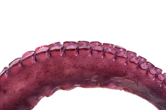 รูปภาพTeuthida – เลือกดูภาพถ่ายสต็อก เวกเตอร์ และวิดีโอ197,911 | Adobe ...