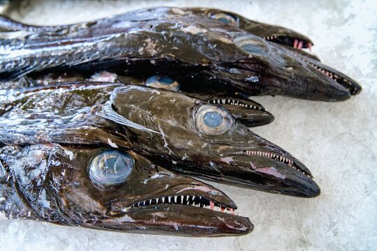 รูปภาพFish-Heads – เลือกดูภาพถ่ายสต็อก เวกเตอร์ และวิดีโอ3,485 | Adobe ...