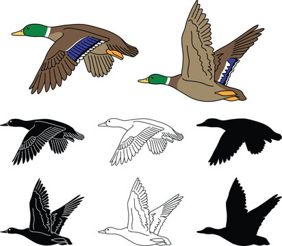 Flying Mallard Duck Outline