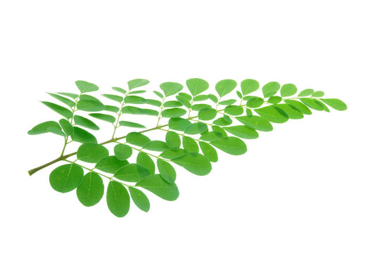 Kanikkonna Bilder – Durchsuchen 10,570 Archivfotos, Vektorgrafiken und ...