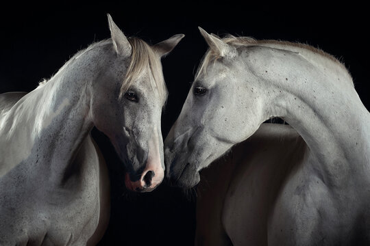 รูปภาพLippizaner – เลือกดูภาพถ่ายสต็อก เวกเตอร์ และวิดีโอ2,625 | Adobe ...