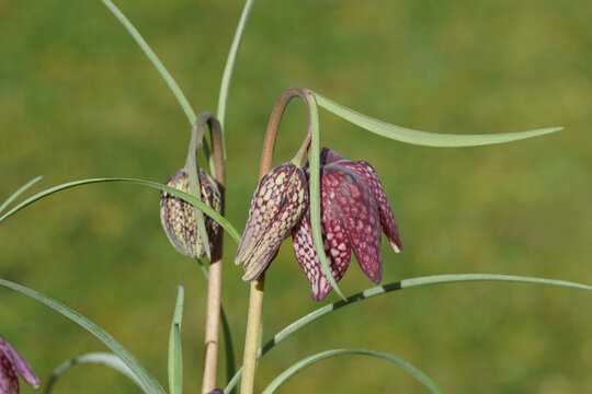 รูปภาพKockavica – เลือกดูภาพถ่ายสต็อก เวกเตอร์ และวิดีโอ2,843 | Adobe Stock