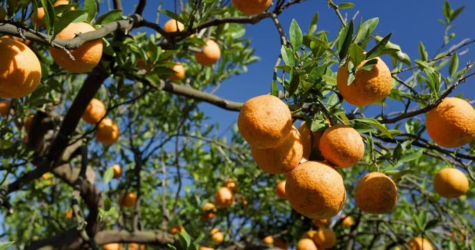 Orange Farm Images – Browse 1,126,775 Stock Photos, Vectors, and Video ...