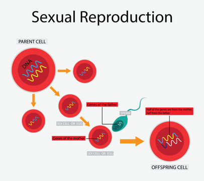 Sexual Reproduction