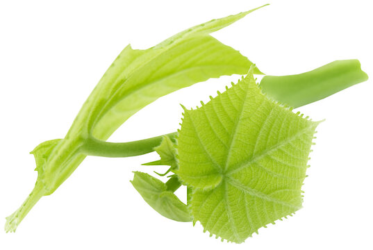 Abroma Images – Browse 40 Stock Photos, Vectors, and Video | Adobe Stock