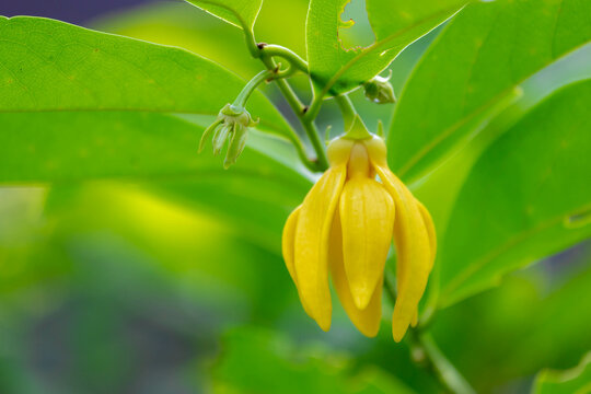 Ilang-Ilang bilder – Bläddra bland 4,159 stockfoton, vektorer och ...